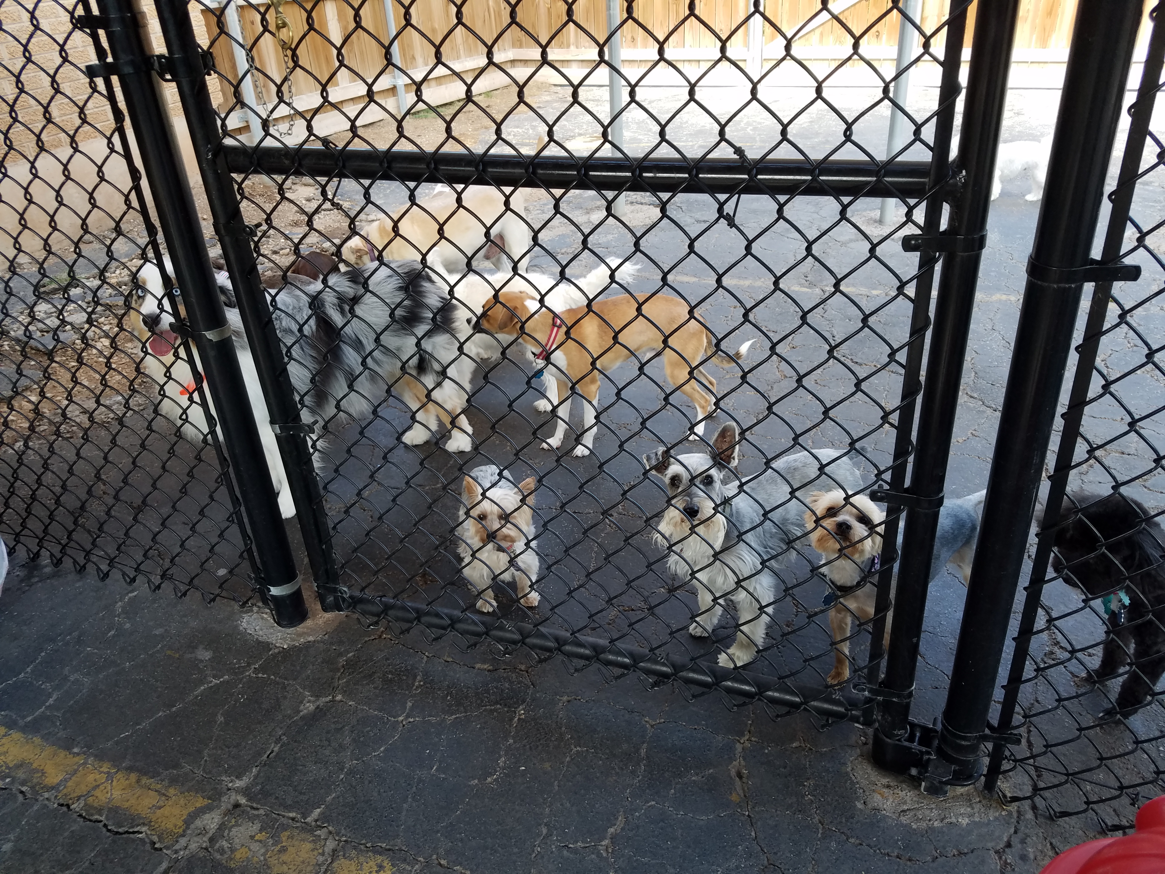 20170711_175626 – Diamonds in the Ruff