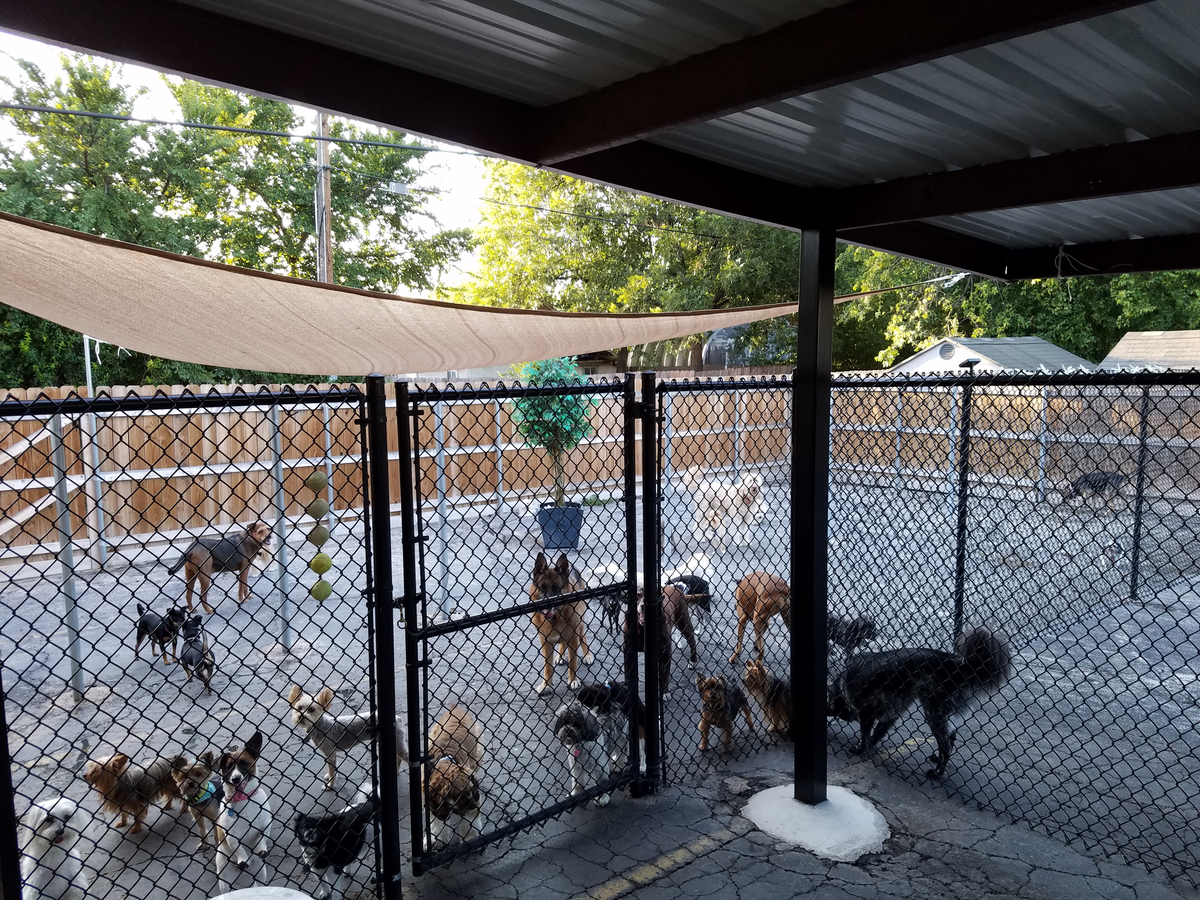 20170820_075053 – Diamonds in the Ruff