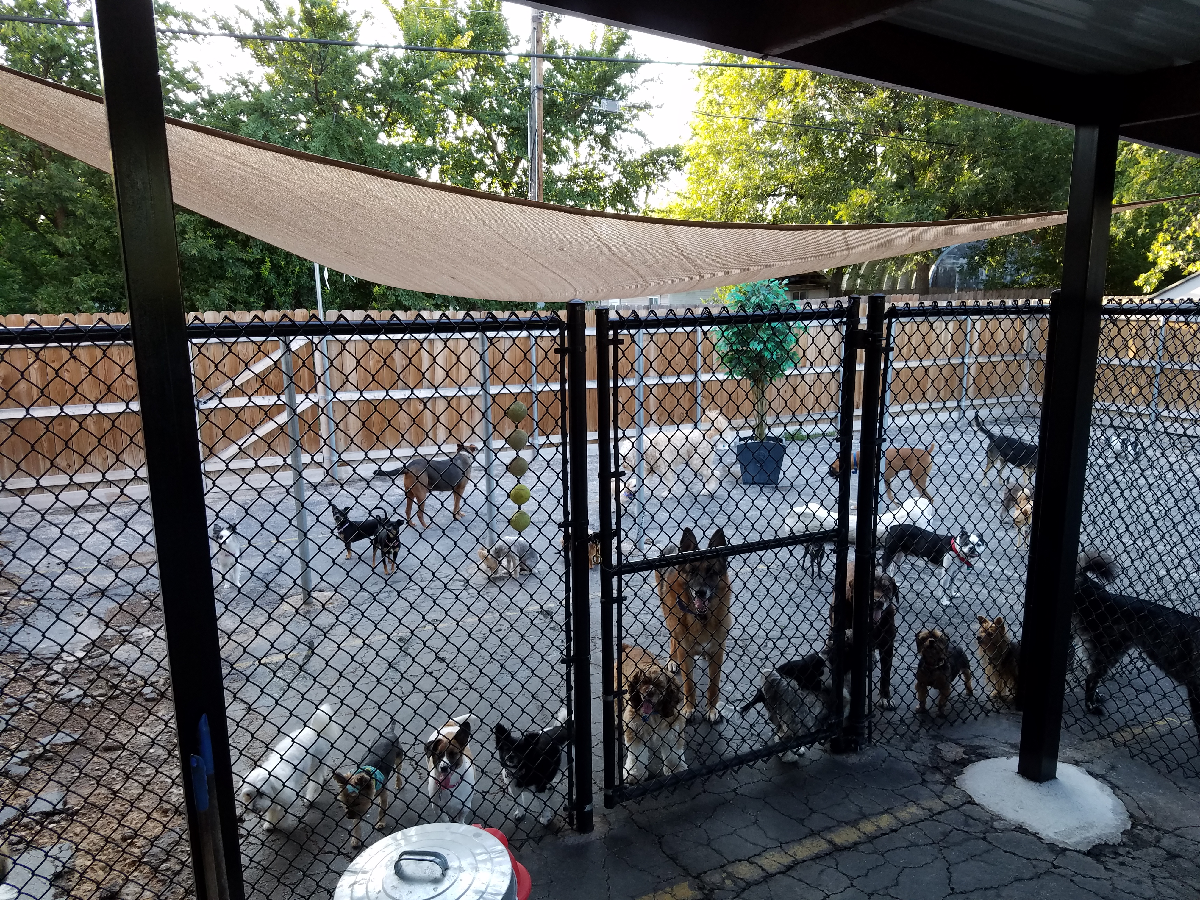 20170820_075104 – Diamonds in the Ruff