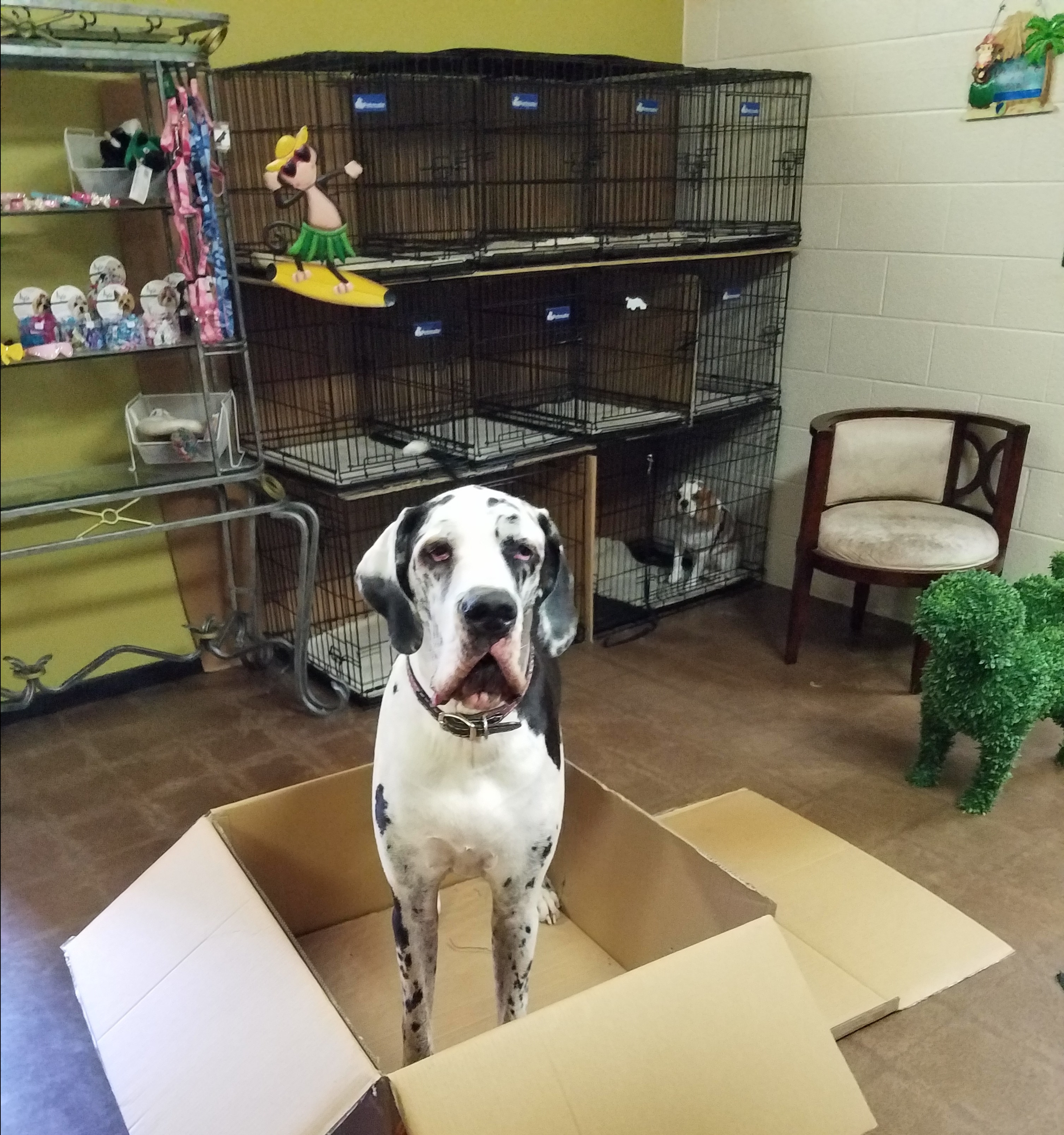 20170824_135835 – Diamonds in the Ruff