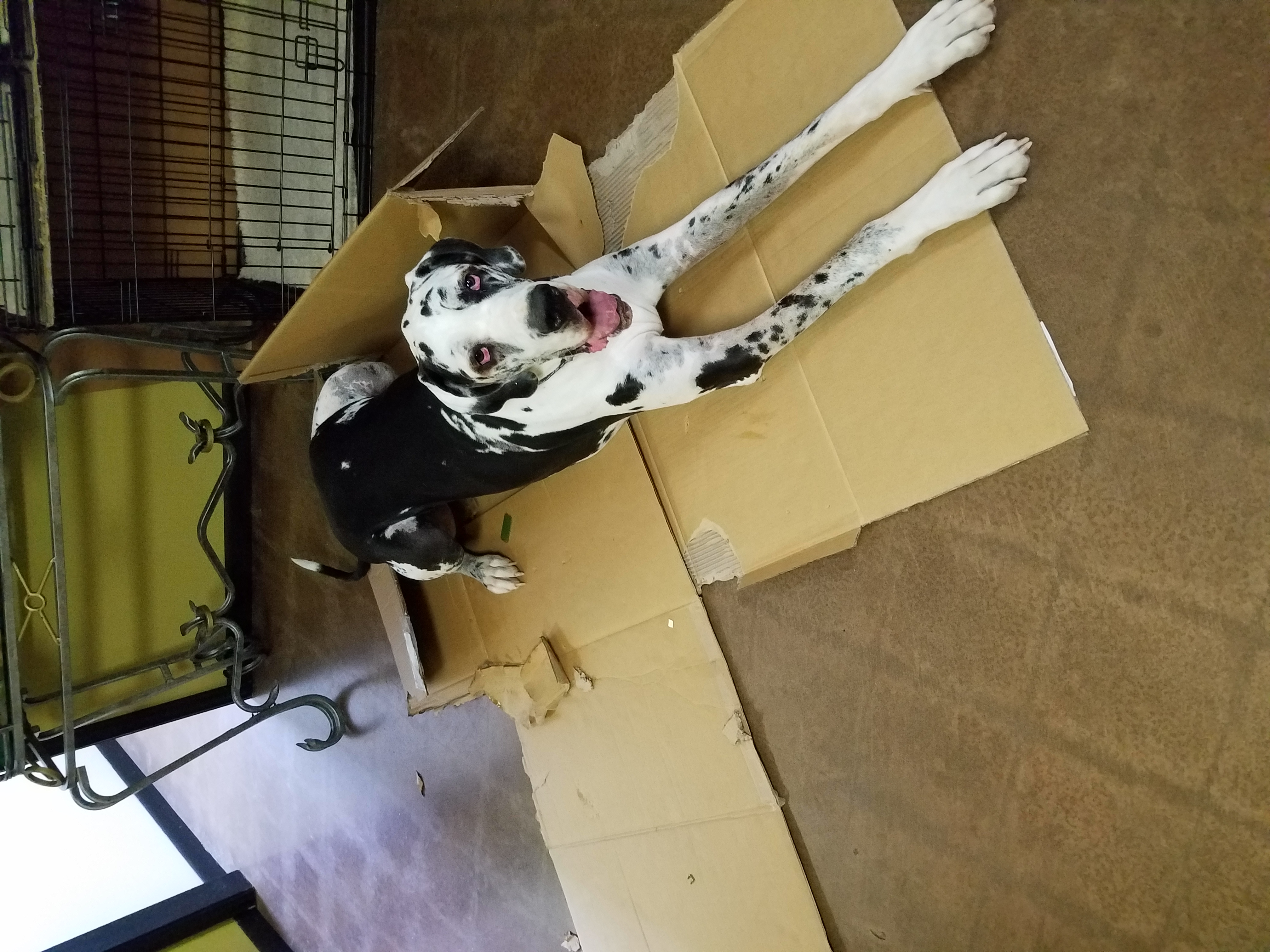 20170824_141053 – Diamonds in the Ruff