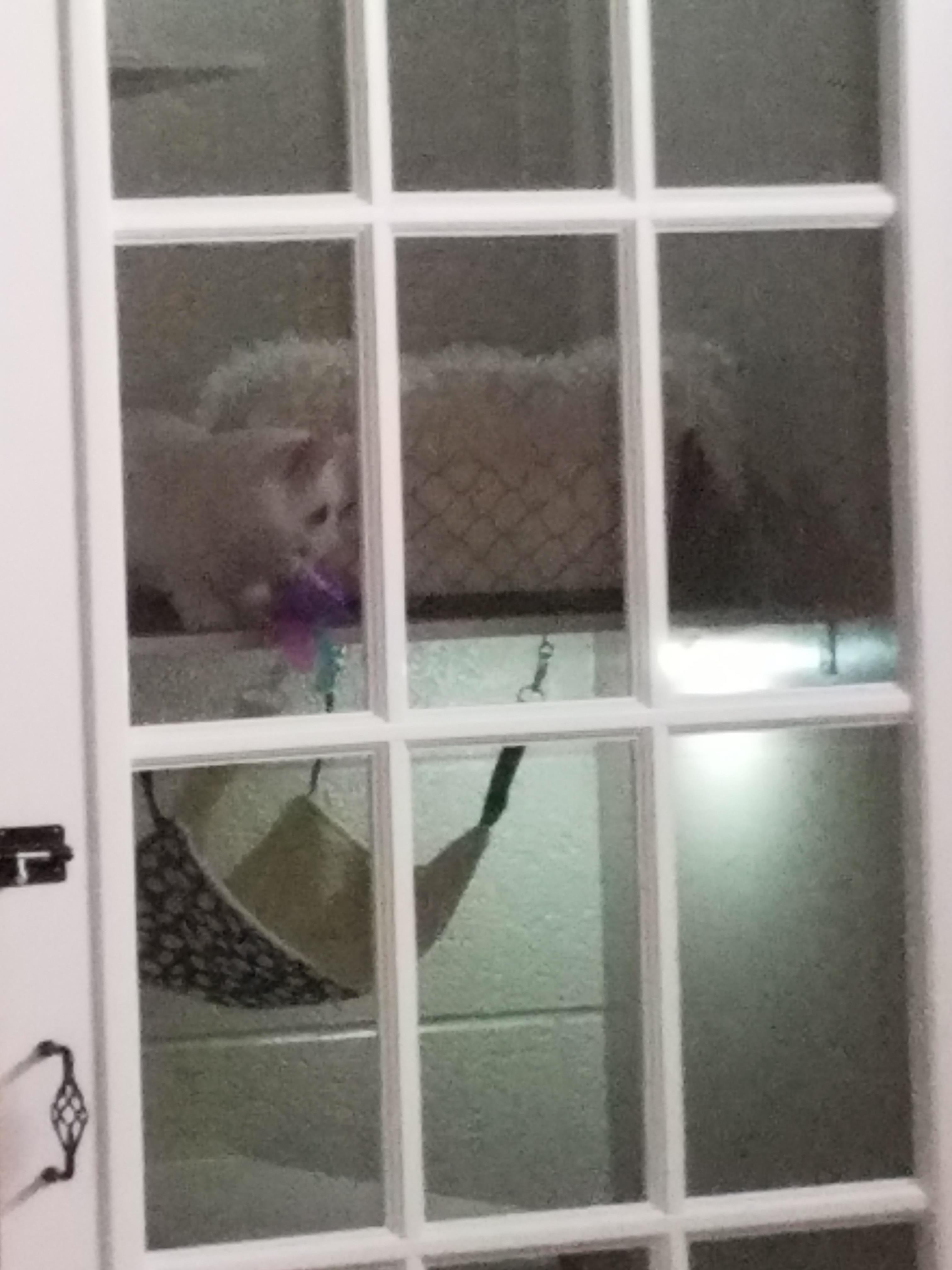 20170919_075236 – Diamonds in the Ruff