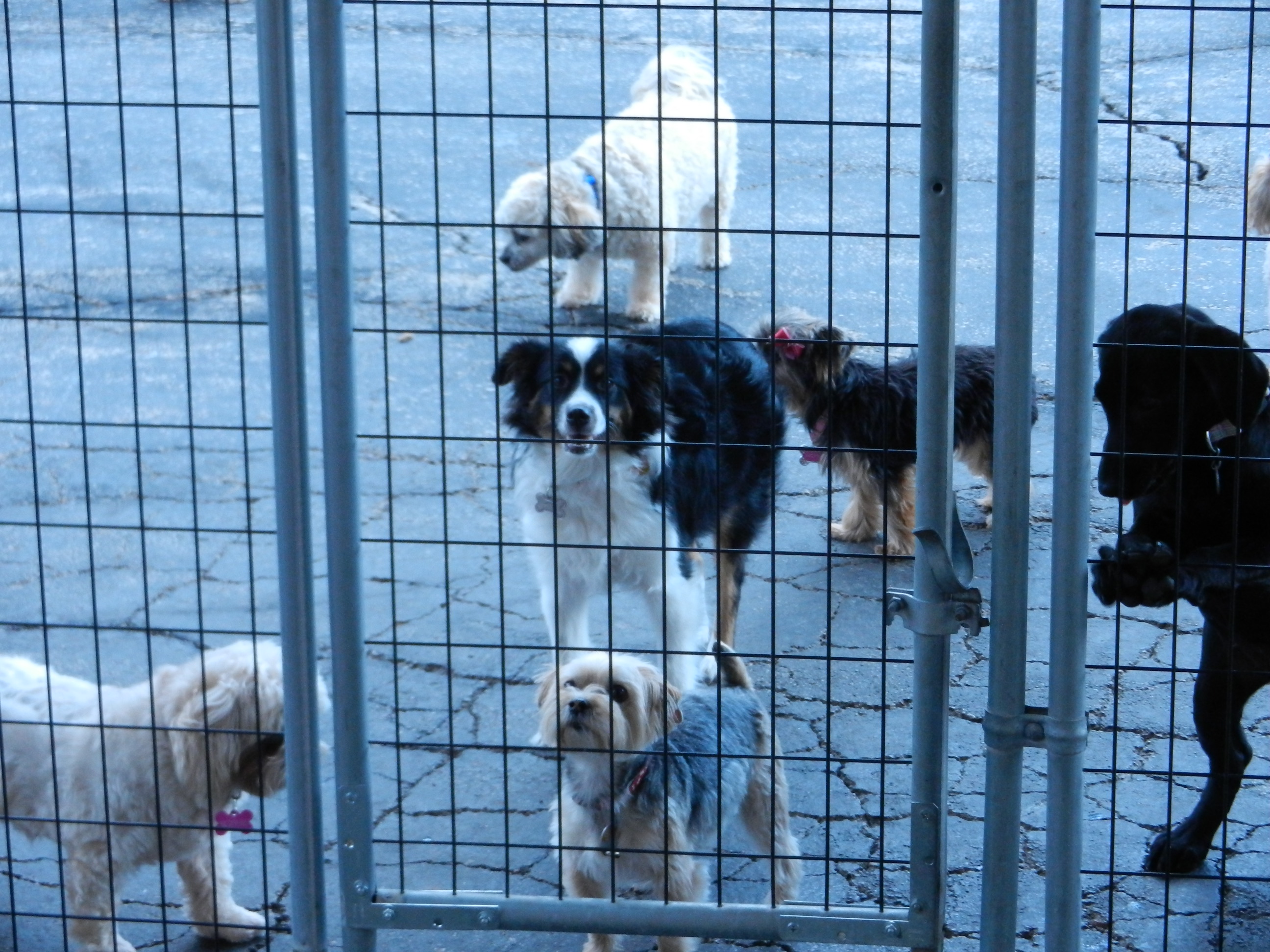 DSCN0392 – Diamonds in the Ruff