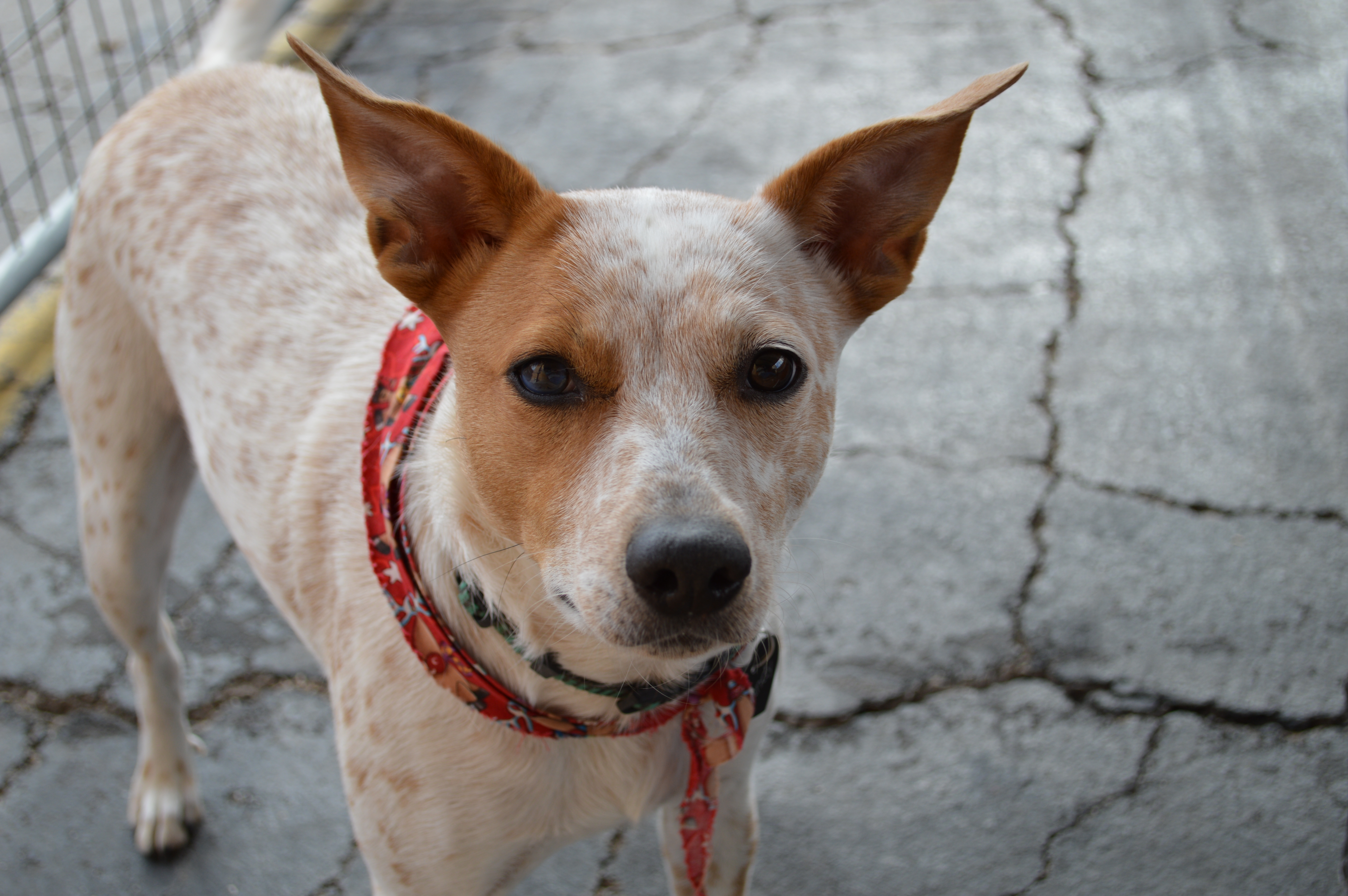 DSC_0041 – Diamonds in the Ruff
