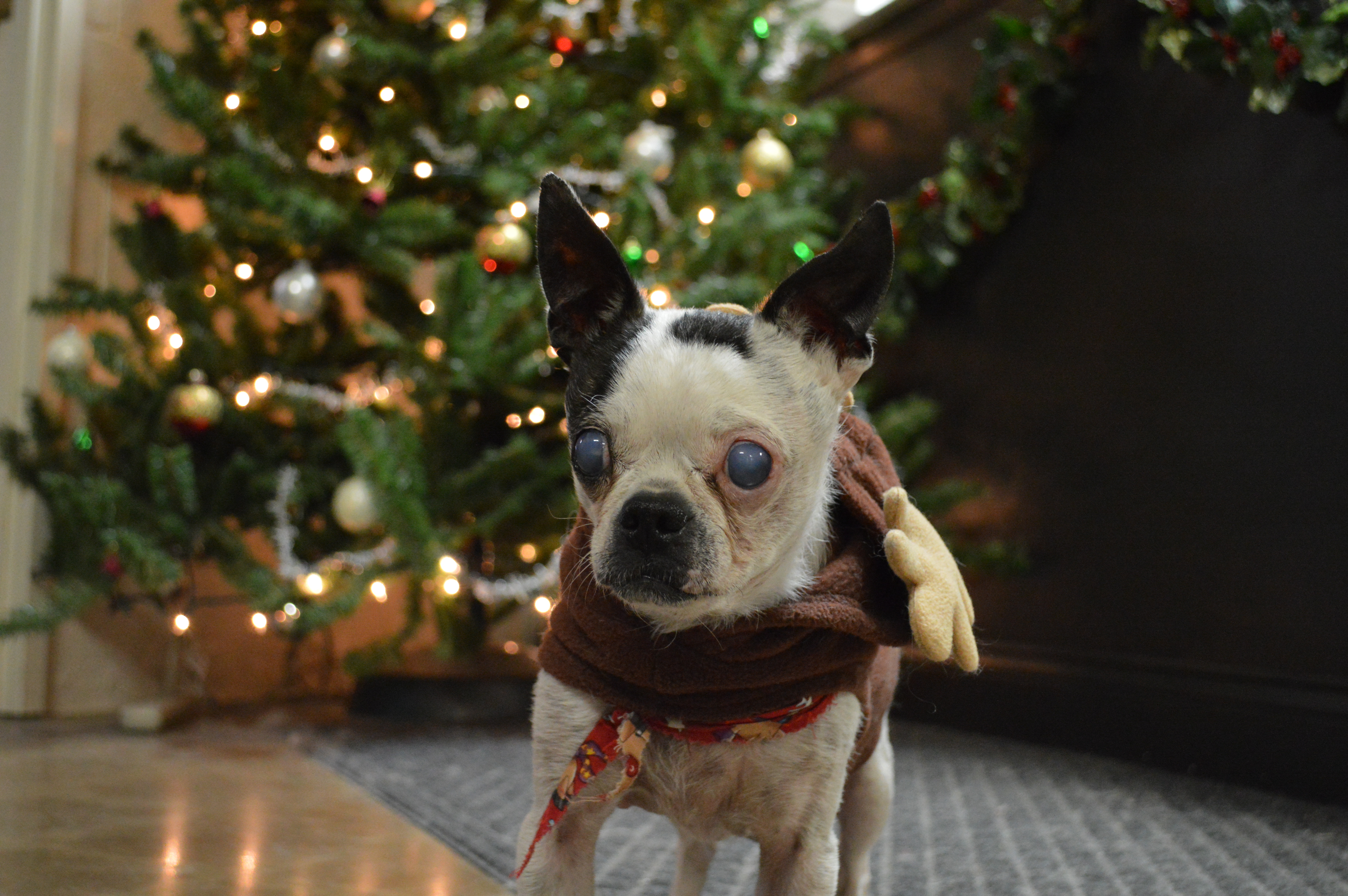 OUR TEAM – Diamonds in the Ruff