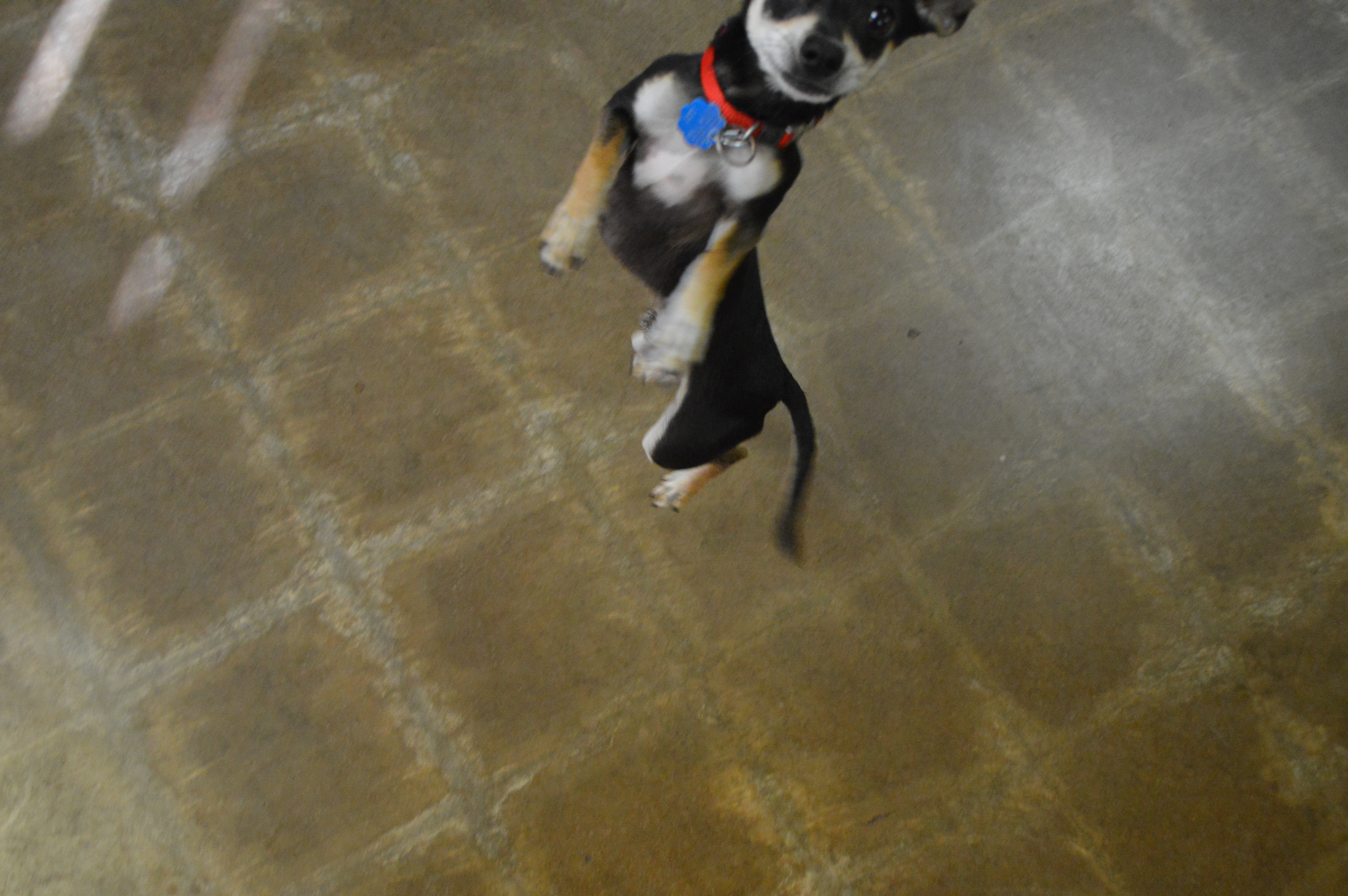 DSC_0248 – Diamonds in the Ruff